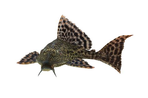 Algae Eater Aquatic Vision Aquarium