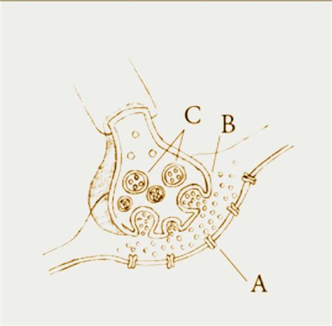 A Diagram Showing Axon Terminal And Synapse Is Given Identify