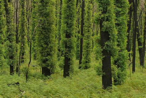 Wildlife Needs Fire Damaged And Dead Trees After Fires Canberra CityNews