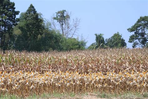 กรมส่งเสริมการเกษตร ย้ำเกษตรกรทุกคน ขึ้นทะเบียนและปรับปรุงทะเบียนเกษตรกรให้เป็นปัจจุบัน เพื่อใช้