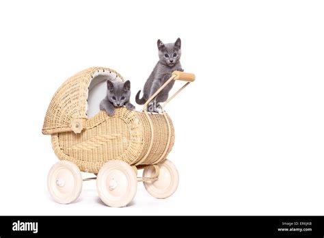 Russian Blue Kitten Stock Photo Alamy