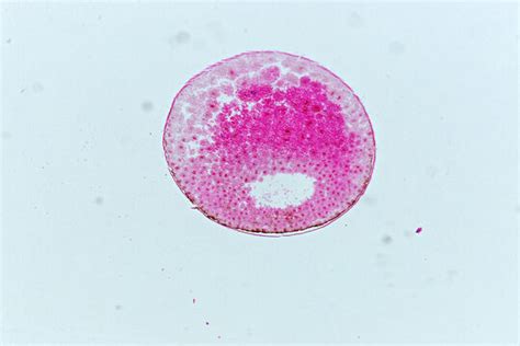 Blastula Sous Microscope 100 Blastula Photos Taleaux Et Images Libre