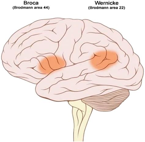 Areas Of The Brain Associated With Language Processing Download