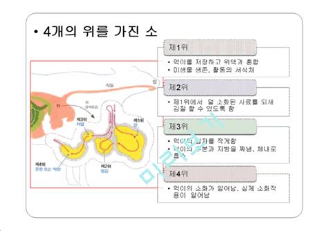 사회과학 젖소에 대한 이해 및 낙농업의 역사인문사회레포트