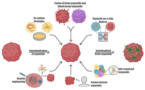 Unlocking Neural Function With 3d In Vitro Models A Technical Review