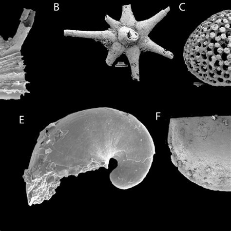 Pdf Fossil Focus The Place Of Small Shelly Fossils In The Cambrian Explosion And The Origin