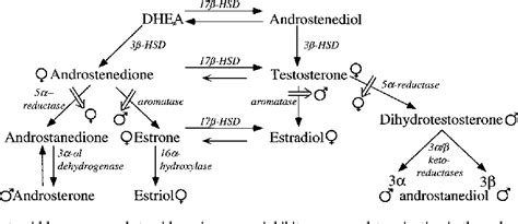 Figure From The Relative Effectiveness Of Estrone Estradiol Beta And Estriol In Sex