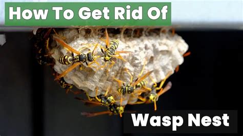 Get Rid Of Wasp Nest Like A Pro In 3 Easy Steps Youtube