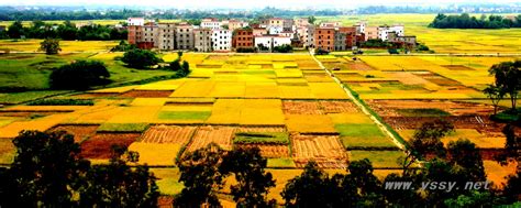 满地尽带黄金甲家乡的稻田2010年7月摄影图片高州宝光街道八角山塘头坡村生态摄影 太平洋电脑网摄影部落