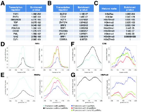 Promoter Associated Rnas And Distribution Of Transcriptional Regulators Download Scientific