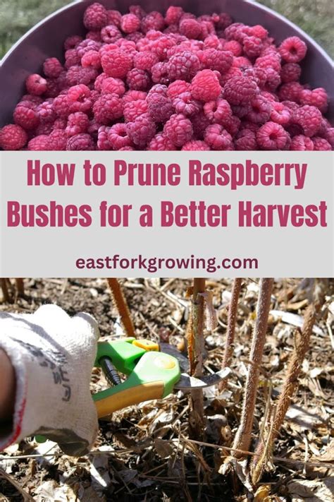 How To Prune Raspberry Bushes For A Better Harvest Raspberry Plants Raspberry Bush Pruning