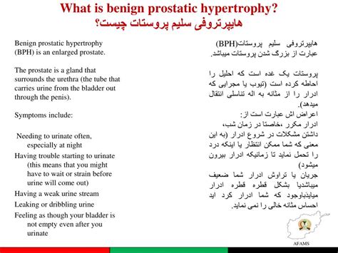 Ppt Genitourinary System And Sex Hormones سیستم تناسلی وهورمون های جنسی Powerpoint