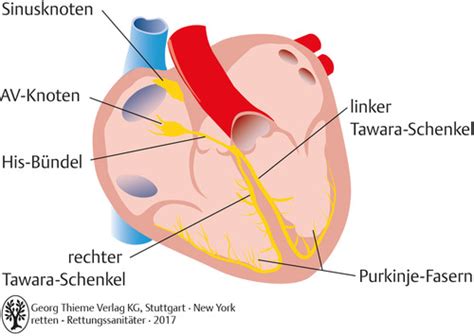 Elektrokardiogramm Ekg Karteikarten Quizlet