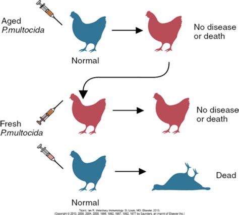 Immunology Lecture 1 Flashcards Quizlet