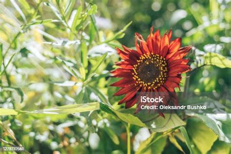 자연 배경에 아름 다운 해바라기 붉은 태양 여름 동안 피는 해바라기 밭 계절에 대한 스톡 사진 및 기타 이미지 계절 꽃 나무 꽃 식물 Istock