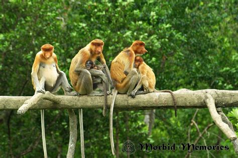 Scp 039 By Themorbidmemories On Deviantart