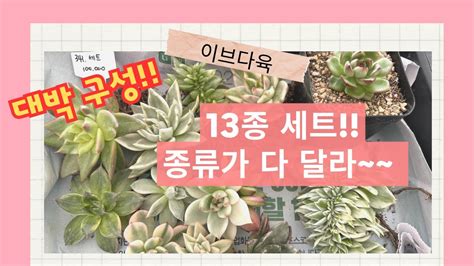 9월1일대박구성 세트 보시고 가세요🌈 이브다육 모듬세트 Youtube