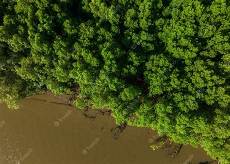 Premium Photo Green Mangrove Forest With Morning Mangrove Ecosystem
