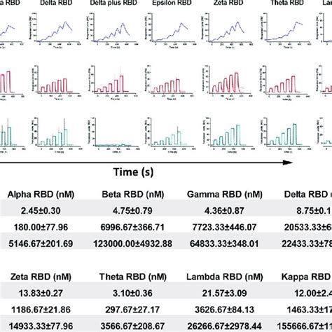 Binding Of Human Originating Sars Cov 2 Variants Rbd To Ace2s As Shown Download Scientific