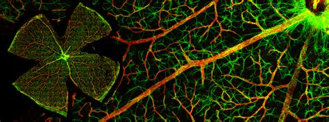 Retinal Cell Biology UCSB
