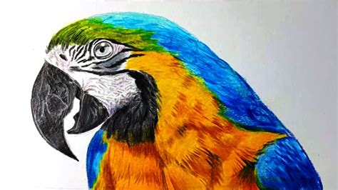 Как нарисовать ПОПУГАЯ ЦВЕТНЫМИ КАРАНДАШАМИ Учимся рисовать ПОПУГАЯ Как Научиться РИСОВАТЬ