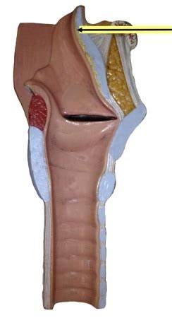 26 Lab Flashcards Quizlet