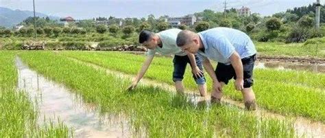 湘西州植保部门狠抓稻水象甲监测 确保粮食生产安全 泸溪县 吉首市 调查