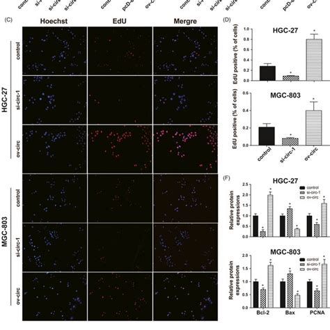 Circ‐serpine2 Promotes Cell Proliferation In The Gc Cells A And B