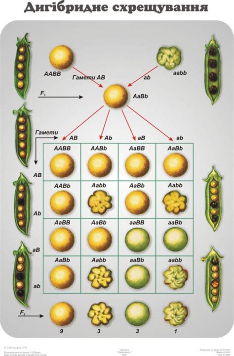 Розвязування типових задач з генетики Тест з біології «На Урок Biology Exam