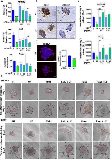 Targeting Metastasis Initiating Cancer Stem Cells In Gastric Cancer With Leukaemia Inhibitory
