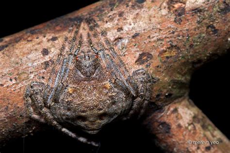 Wrap Around Spider By Melvynyeo On Deviantart