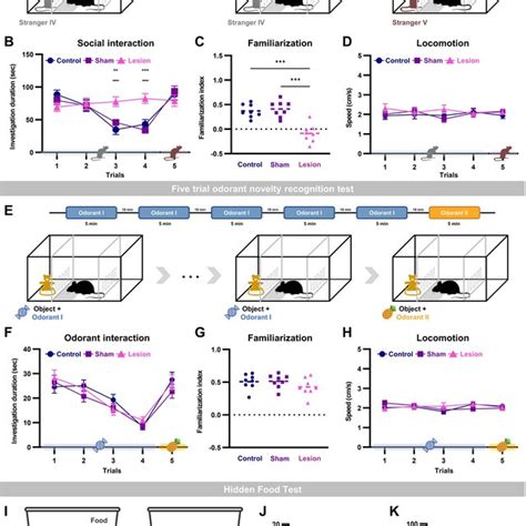 Graphical Illustration Of The 2 Ht Eyewitness Identification Model The Download Scientific