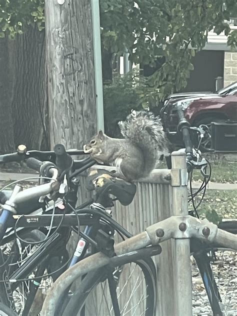 Stop Eating Bike Seats Ruiuc