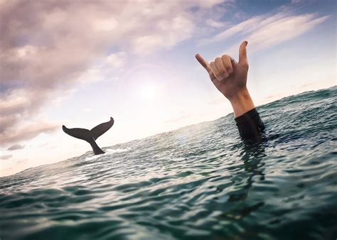 The Shaka History Of The Hawaiian Hang Loose — Boarders Magazine