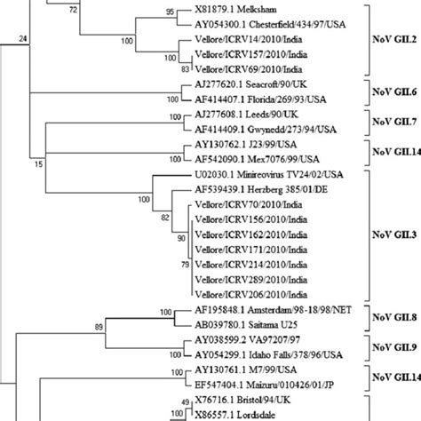 Dendrogram Constructed Using Neighbor Joining Of Nucleotide Sequences