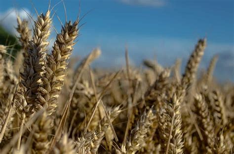 Wheats Genetic Secrets Could Lead To Better More Resilient Crops