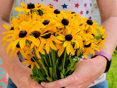 Wild Black Eyed Susan Bouquet Garden Hoard Certified Organic