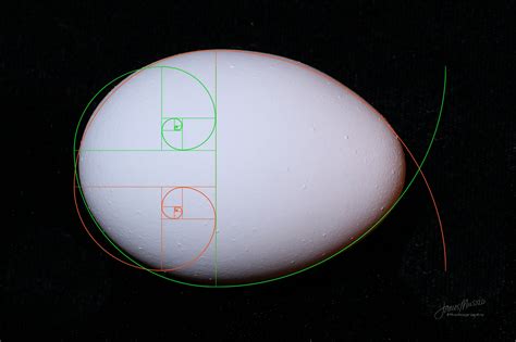 Fibonacci Nature Sequence Egg Fessenergy