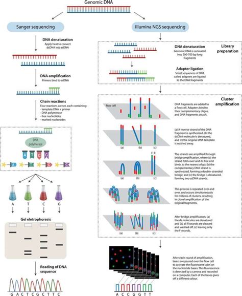 Sanger Sequencing Vs Next Generation Sequencing Ngs Microbiology Note