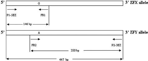 Principle Of The Sex Determination Of Giant Panda The Polymorphism Download Scientific Diagram