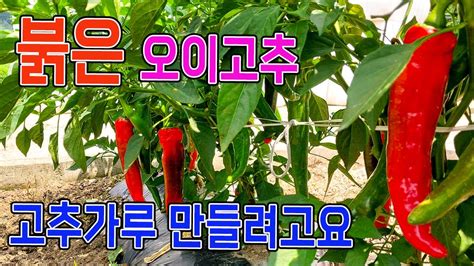 오이고추 밥도둑 아삭이고추 붉은 아삭이고추 오이고추 소박이 텃밭채소 무농약채소 시골 탓밭 Youtube