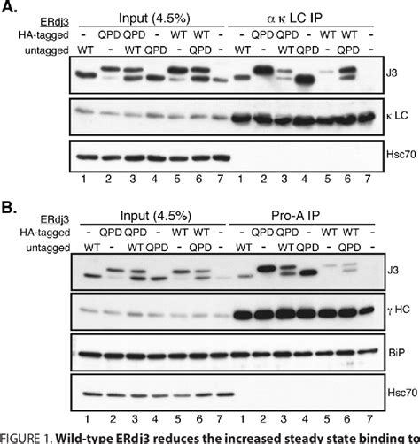 Figure 1 From Dissection Of Structural And Functional Requirements That Underlie The Interaction