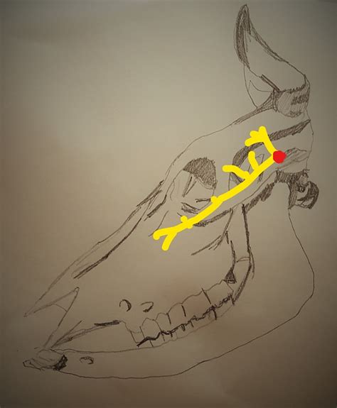 Auriculopalpebral Nerve In Cows Bovis Vetlexicon