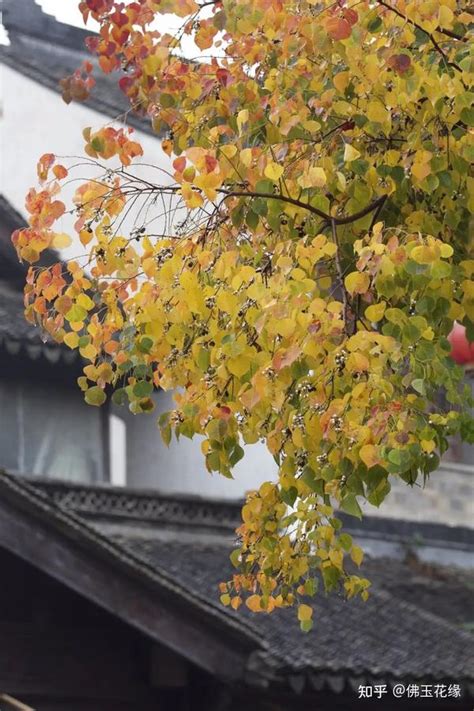 老门东的乌桕树 知乎