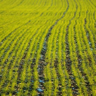 Nanotechnology Can Improve Crop Yields And Fertiliser Use STATNANO