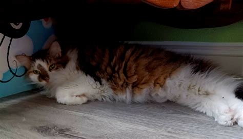 Author Sarah Fischer Pointer