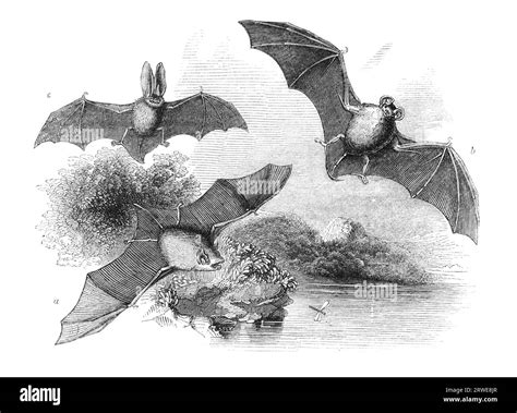 A Common Bat B Great Bat C Long Eared Bat Engraving By Unknown Artist From English Penny