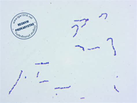 Regnum Prokaryotae Microscope Images