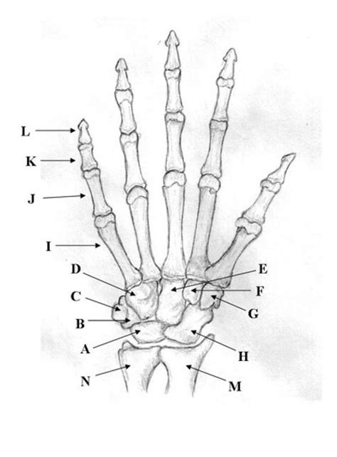 Carpals Metacarpals Phalanges Diagram Quizlet