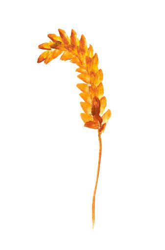 호밀 제품 일러스트의 수채화 스파이크 흰색 배경에 고립 된 페인트 0명에 대한 스톡 벡터 아트 및 기타 이미지 0명 건강한